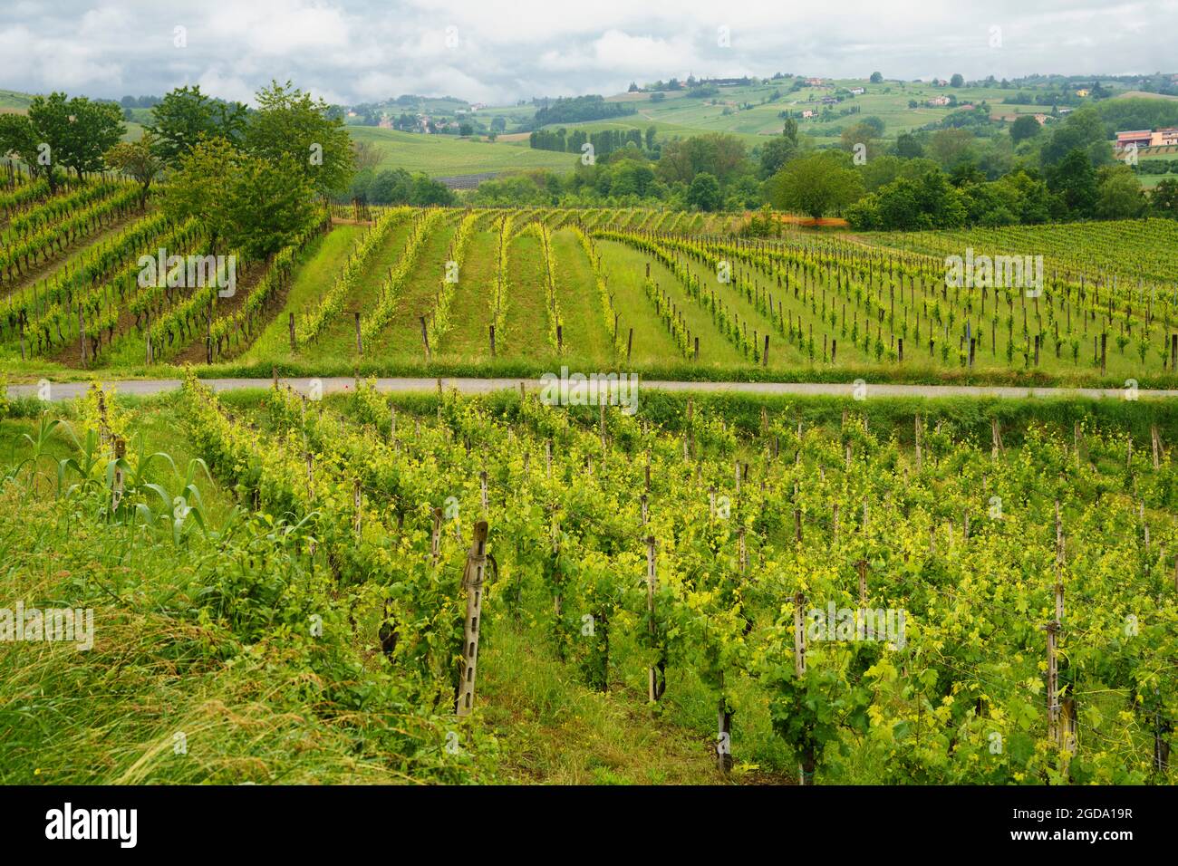 Rural landscape in Monferrato, Unesco World Heritage Site. Vineyard ...
