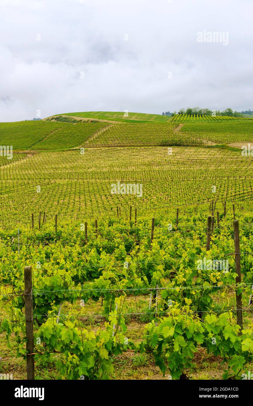 Rural landscape in Monferrato, Unesco World Heritage Site. Vineyard ...