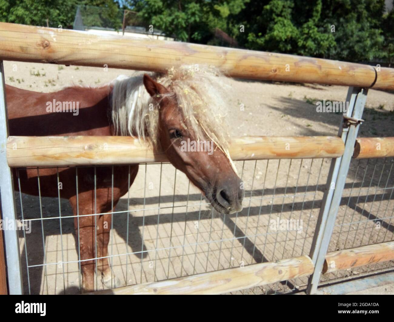 pony in a pen at zoo Stock Photo - Alamy
