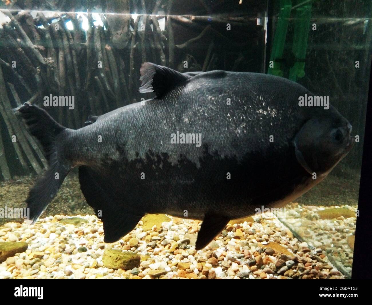 piranha fish in the water Stock Photo - Alamy