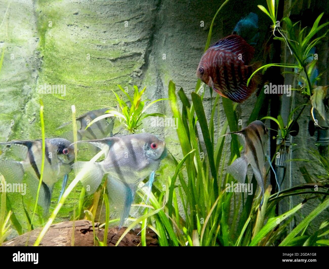 exotic fish in the aquarium Stock Photo - Alamy