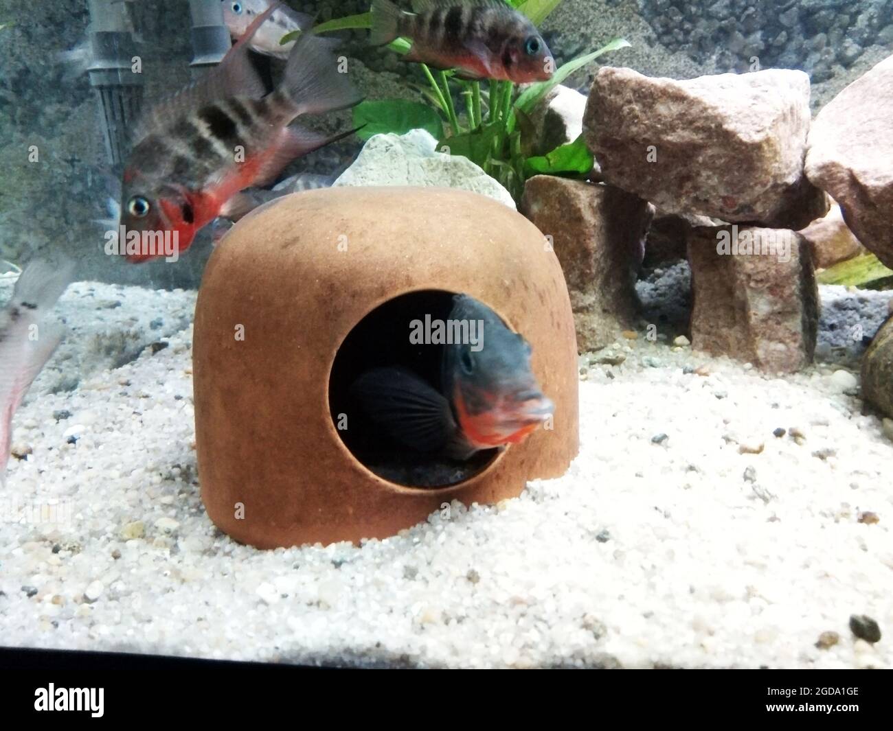 exotic fish in the aquarium Stock Photo - Alamy