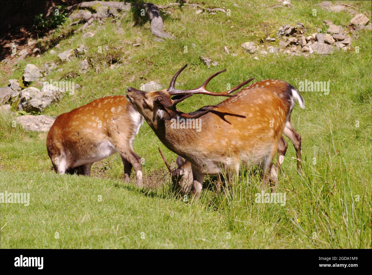Red deer on a meadow, alps in Germany Stock Photo - Alamy