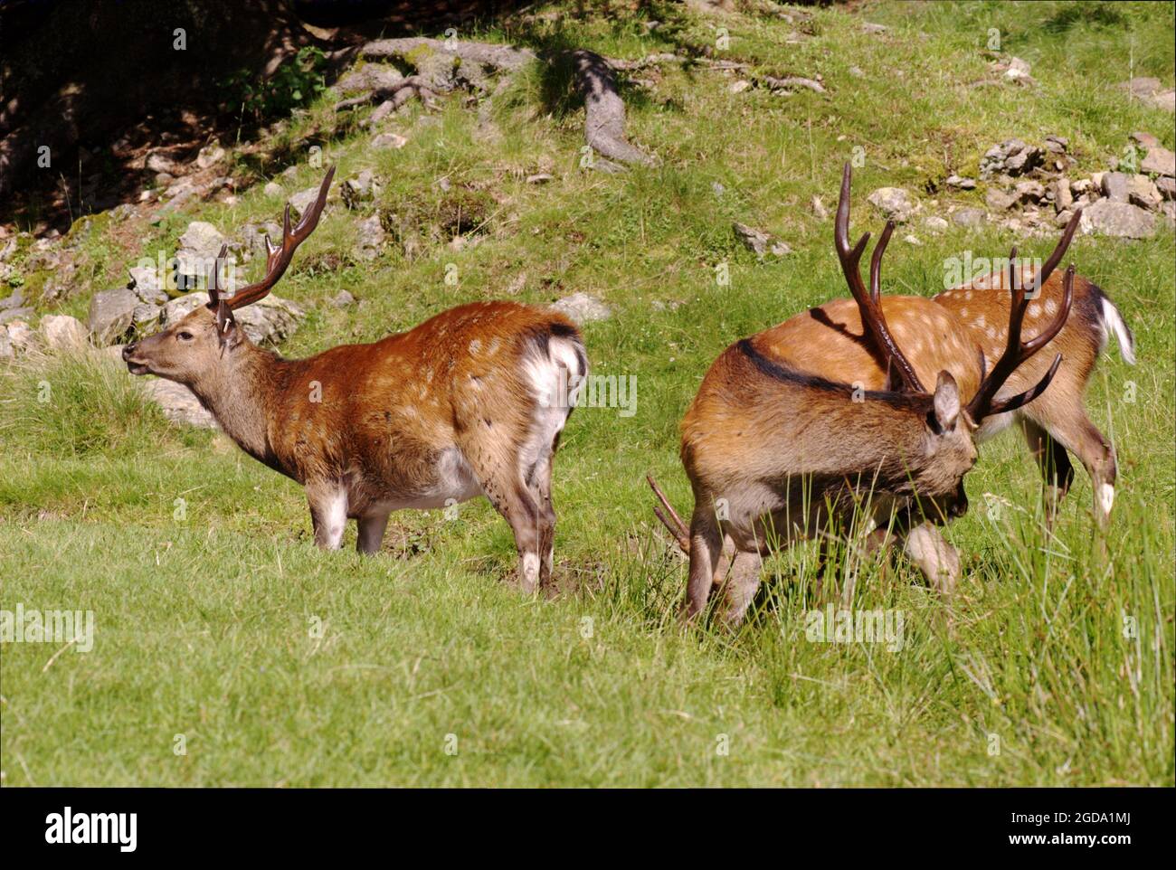 Red deer on a meadow, alps in Germany Stock Photo - Alamy