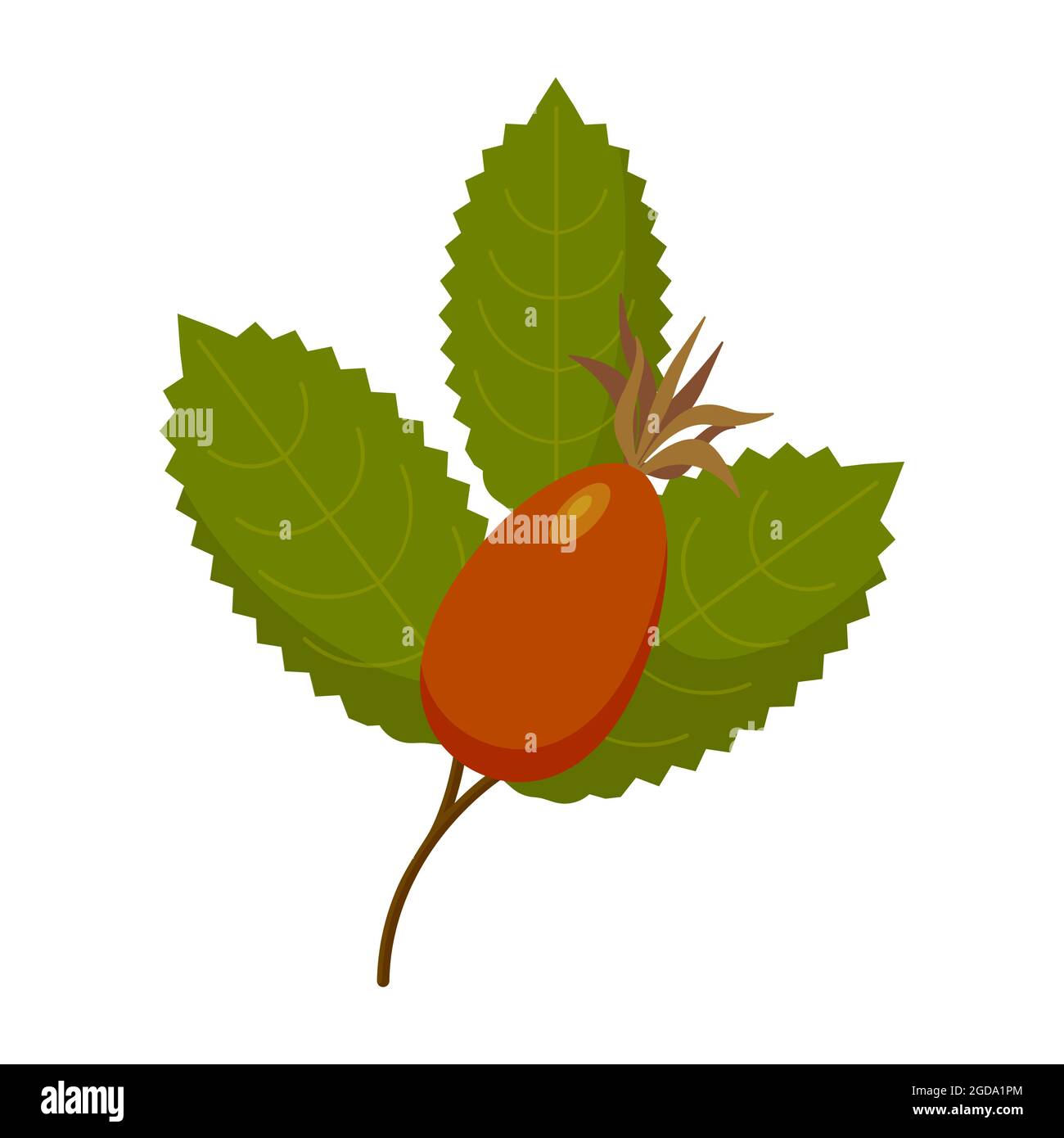 Store herbal Stock Vector Images - Alamy