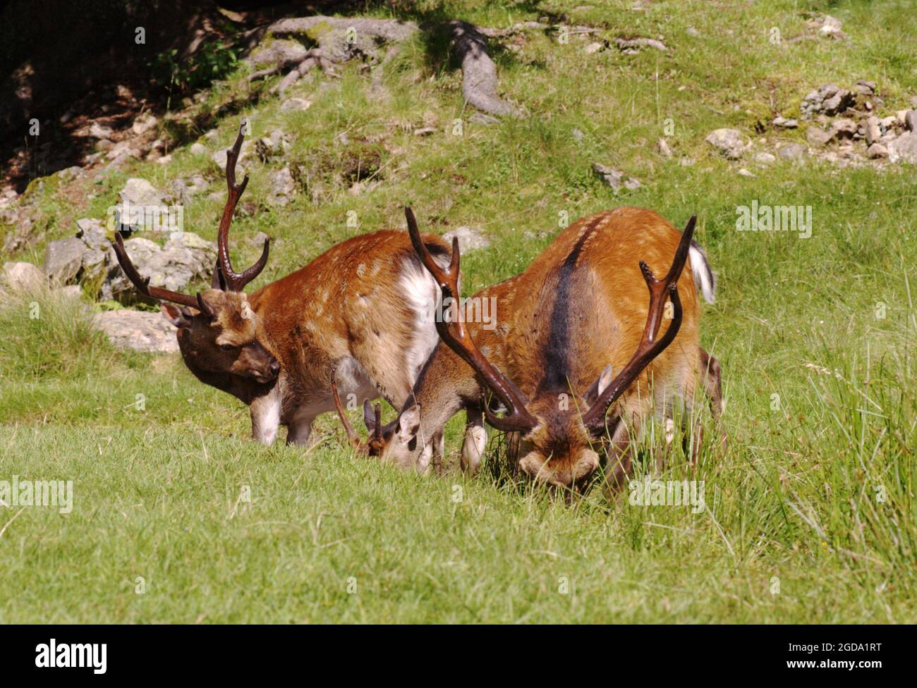 Pampas deers hi-res stock photography and images - Alamy