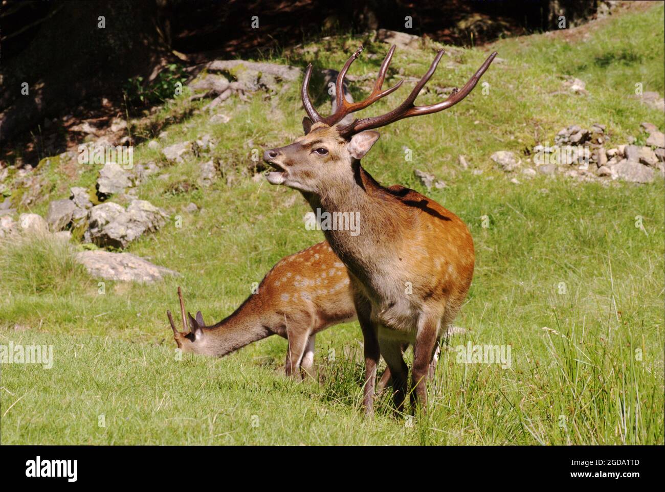 Red deer on a meadow, alps in Germany Stock Photo - Alamy