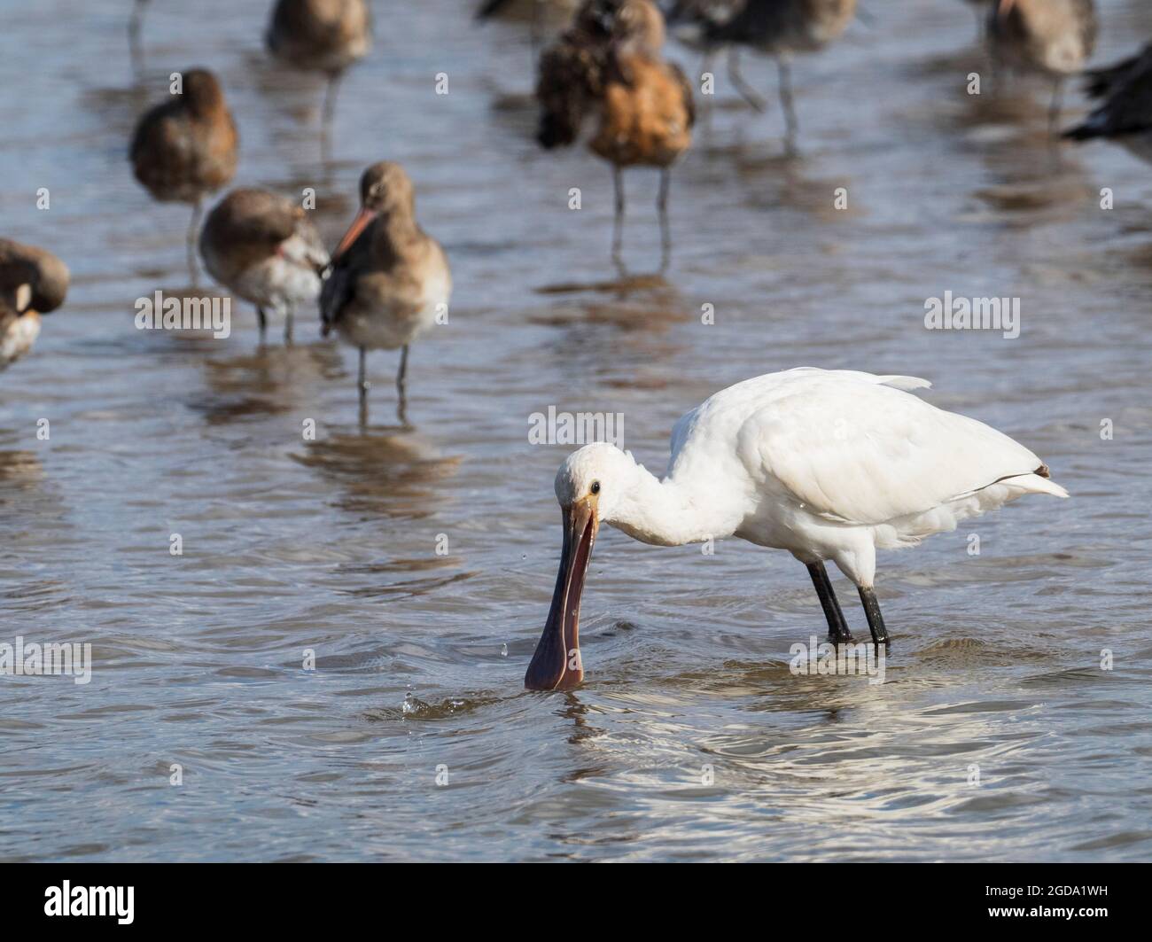 Spoonbill. Platalea leucorodia. Feeding among a flock of red plumage ...