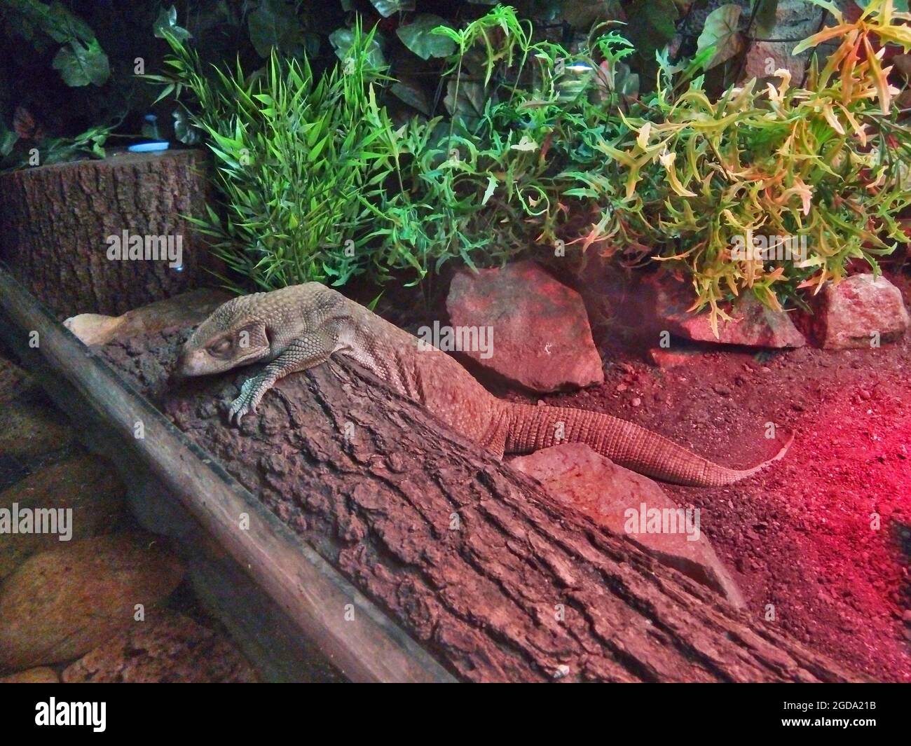 Animal varan reptile hi-res stock photography and images - Alamy