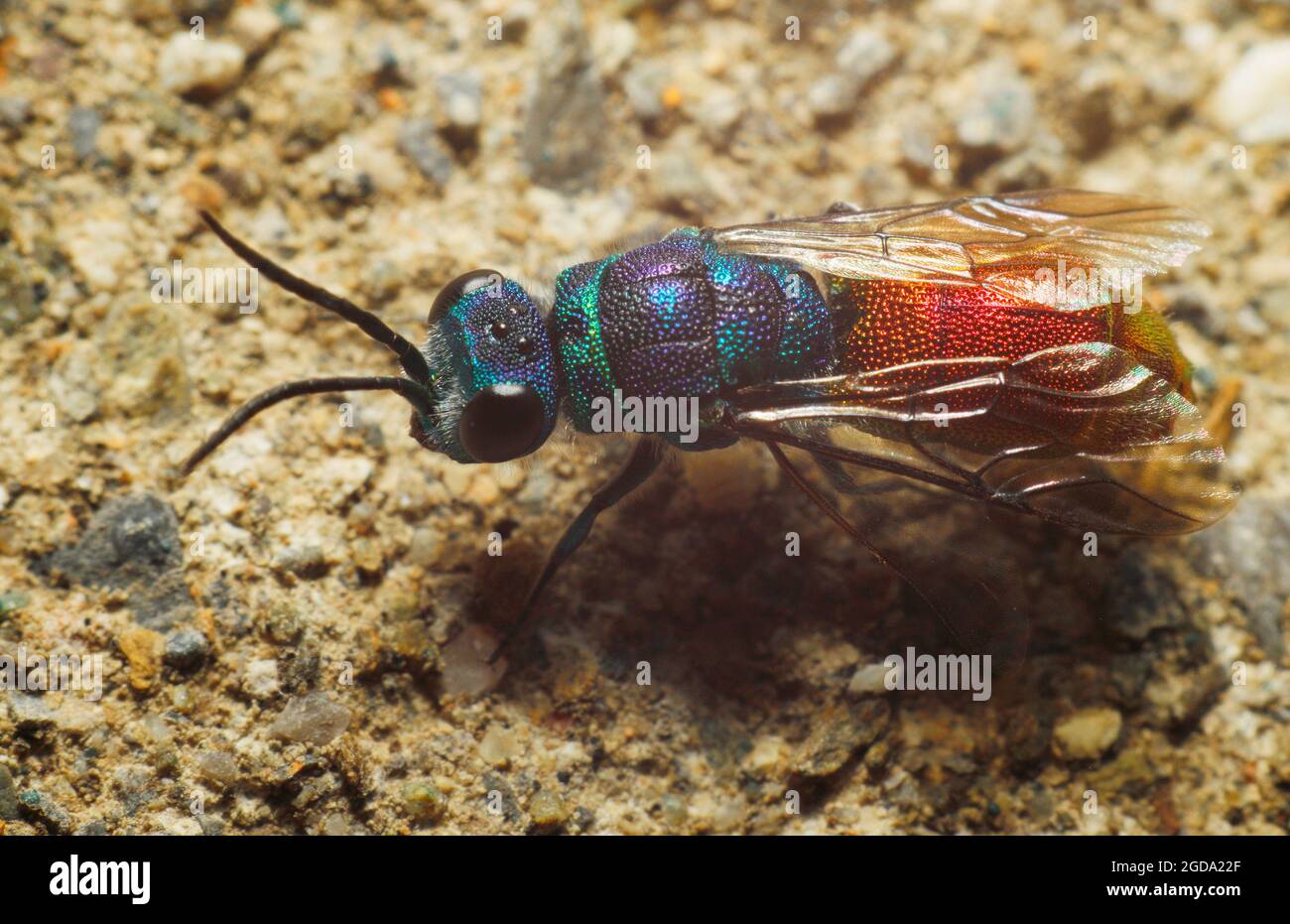 Ruby Tailed Wasp Stock Photo - Alamy