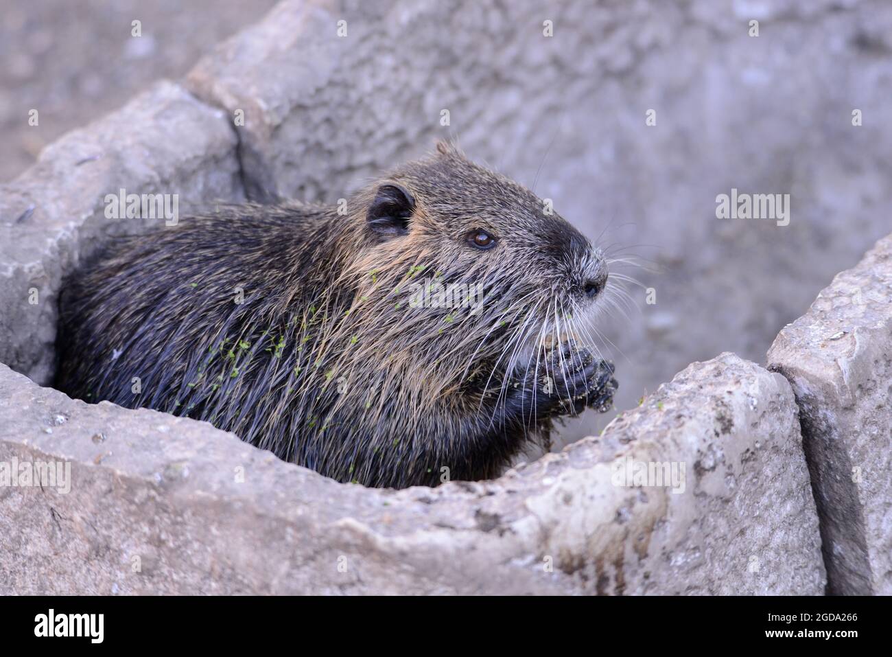 Nutria in his natural enviroment, wildlife in Europe, Alsace France ...