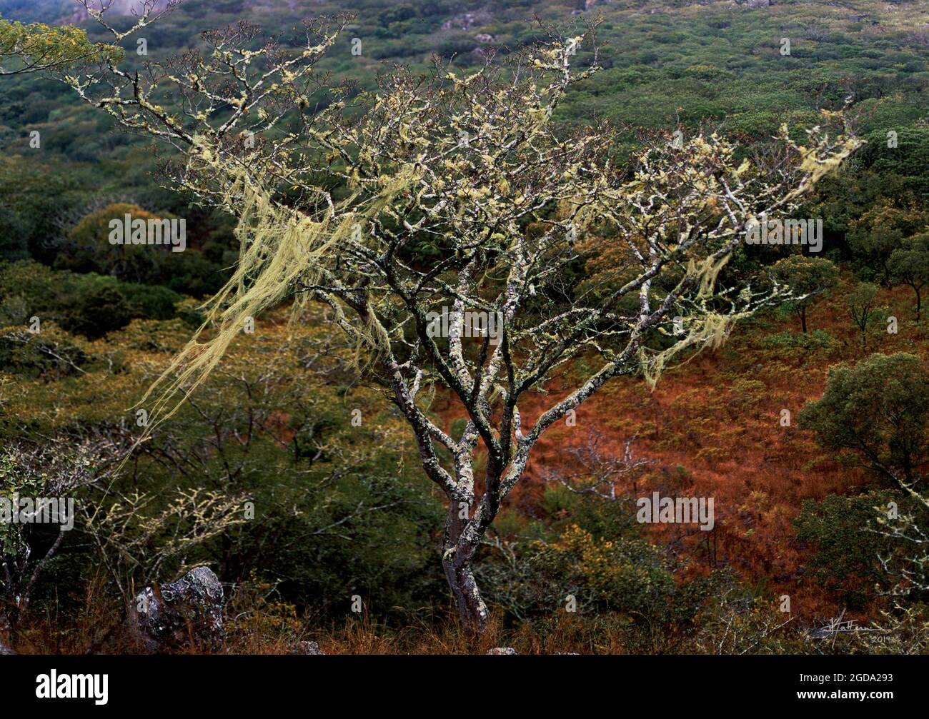 A tree in the wilderness of Chimanimani mountains, Zimbabwe 2011 Stock ...