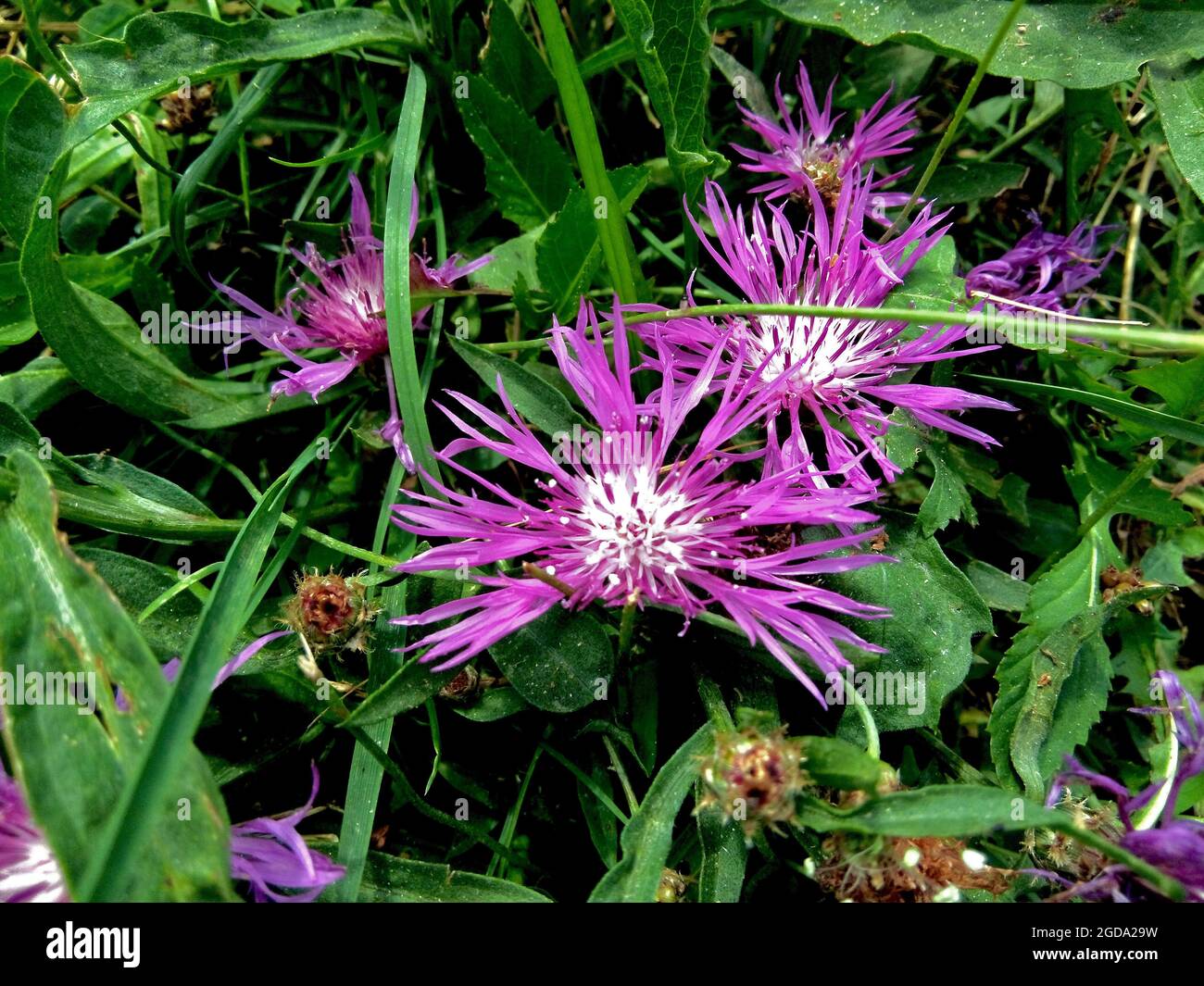 Centaurea napifolia flowers in the grass Stock Photo - Alamy