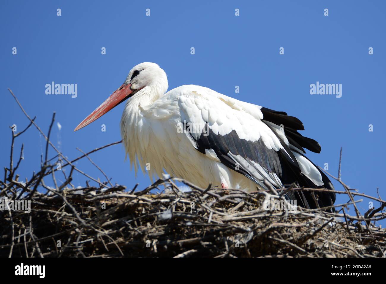 Bird birds france wildlife hi-res stock photography and images - Alamy