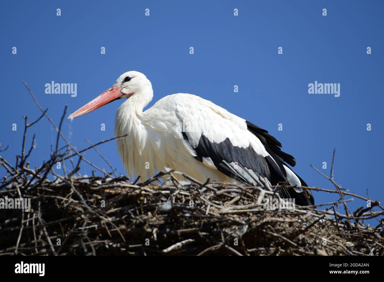 Stork in the Alsace in France Stock Photo - Alamy
