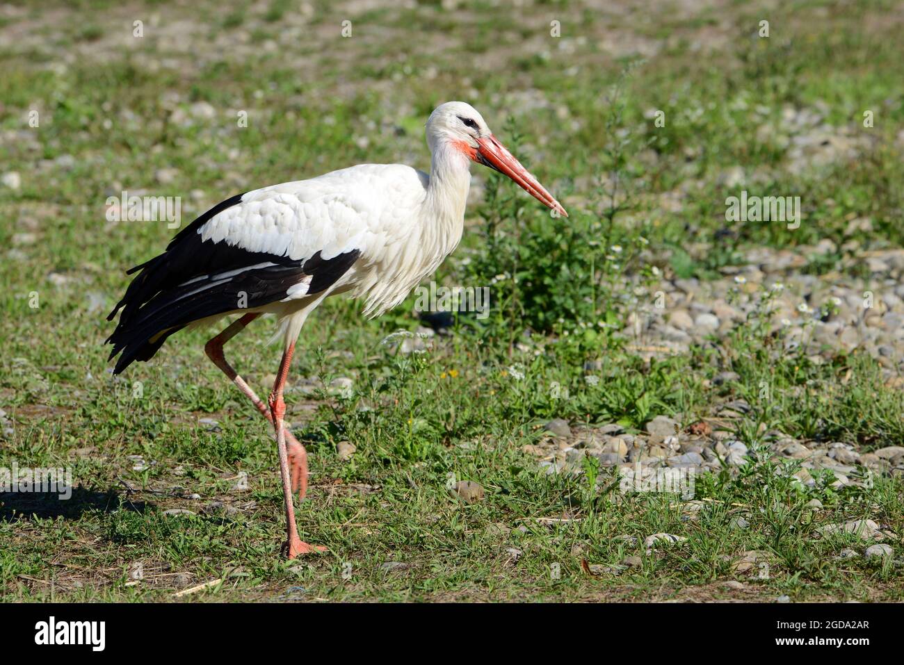 Stork in the Alsace in France Stock Photo - Alamy
