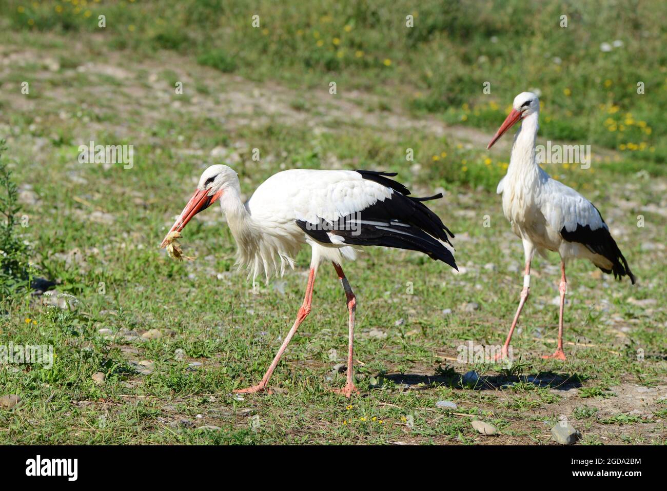 Observation of storks hi-res stock photography and images - Alamy