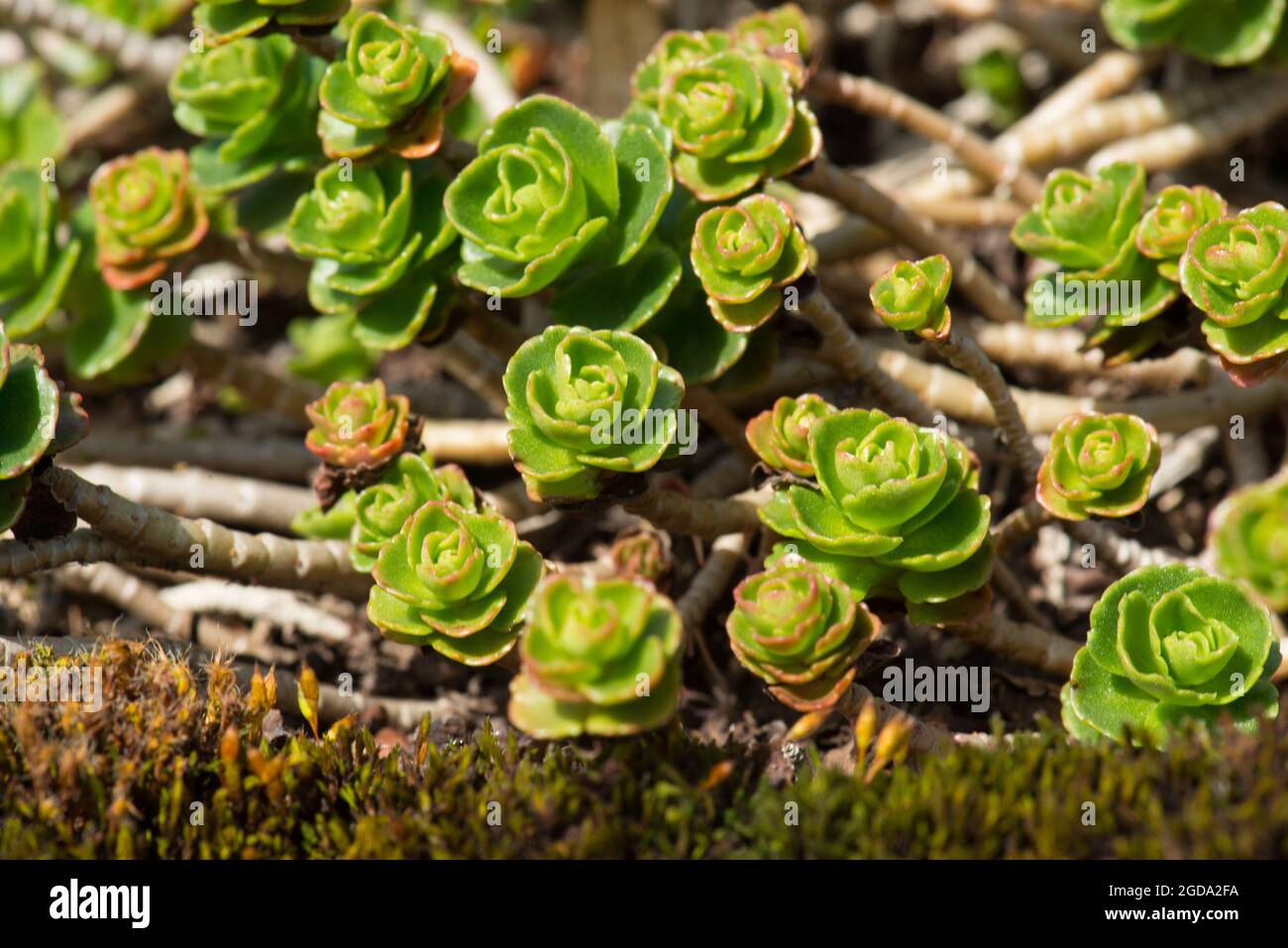 Rosetta leaves hi-res stock photography and images - Alamy