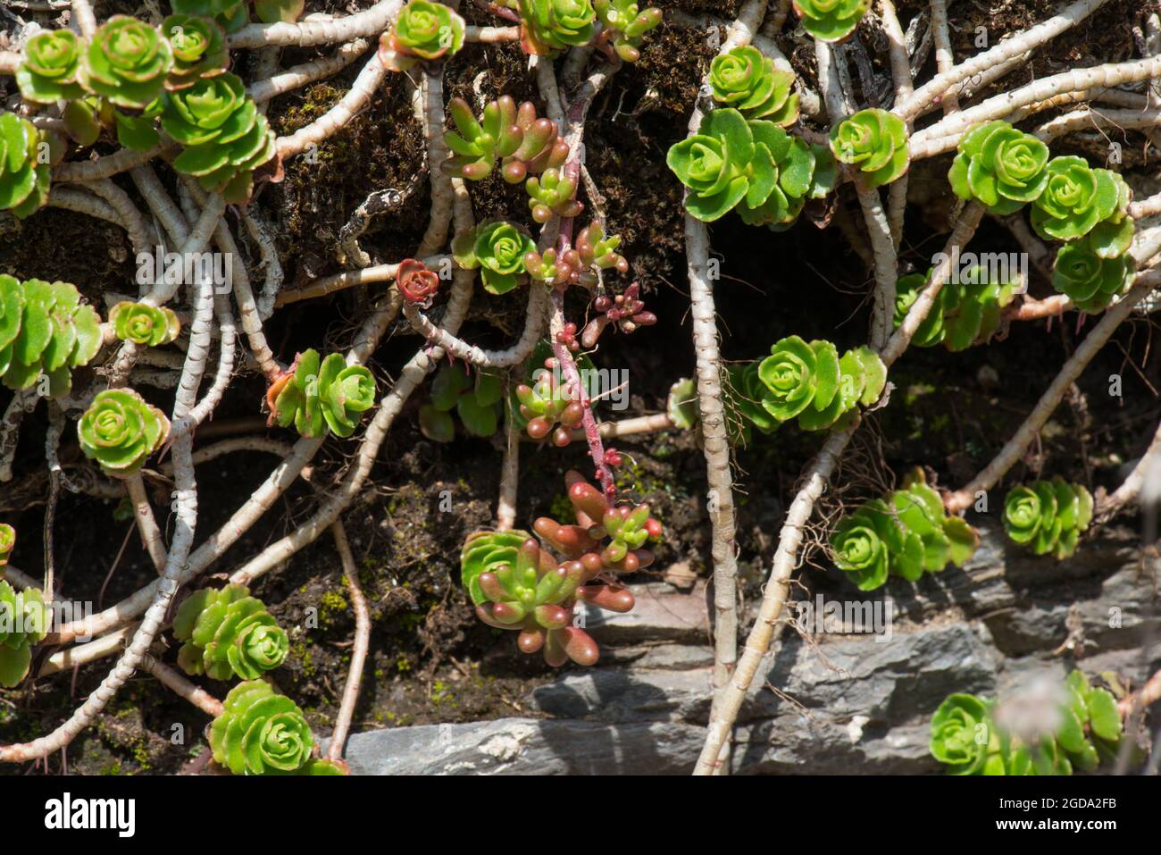 Sedum rosetta hi-res stock photography and images - Alamy