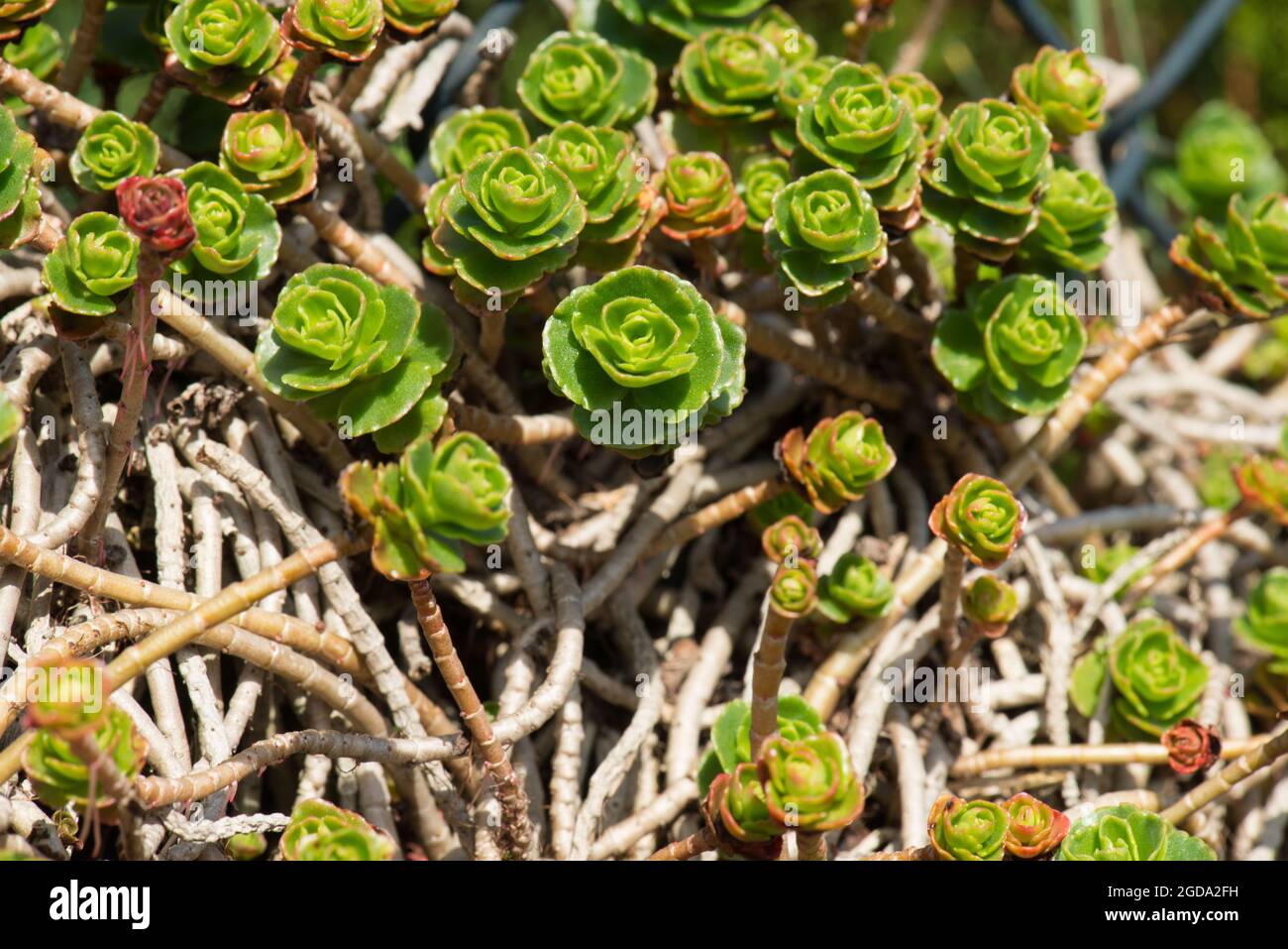 Green rosetta stonecrop in Europe Stock Photo - Alamy