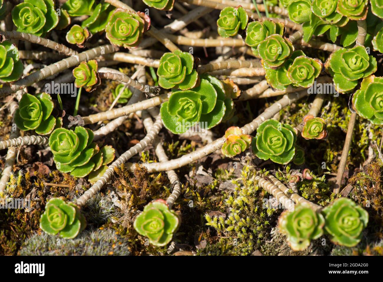 Green rosetta stonecrop in Europe Stock Photo - Alamy