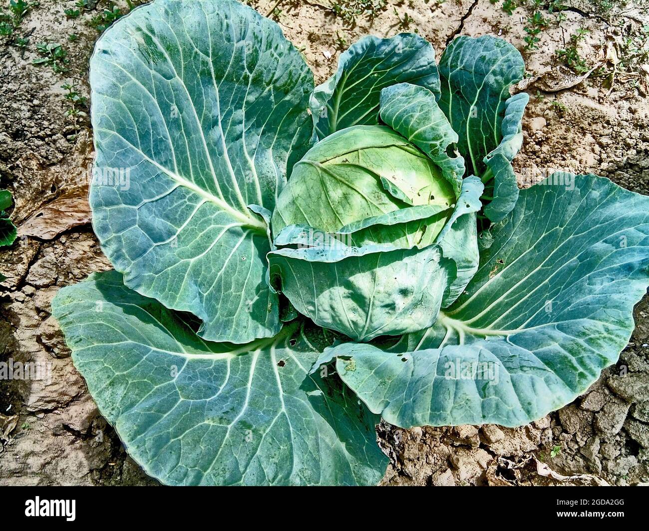 cabbage in the garden - vegetable Stock Photo - Alamy