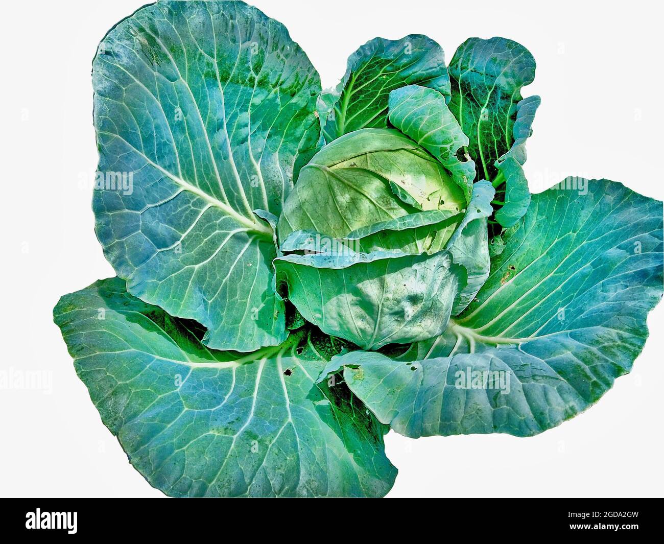 cabbage isolated on white background Stock Photo - Alamy