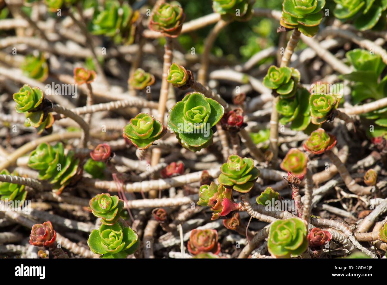 Green rosetta stonecrop in Europe Stock Photo - Alamy