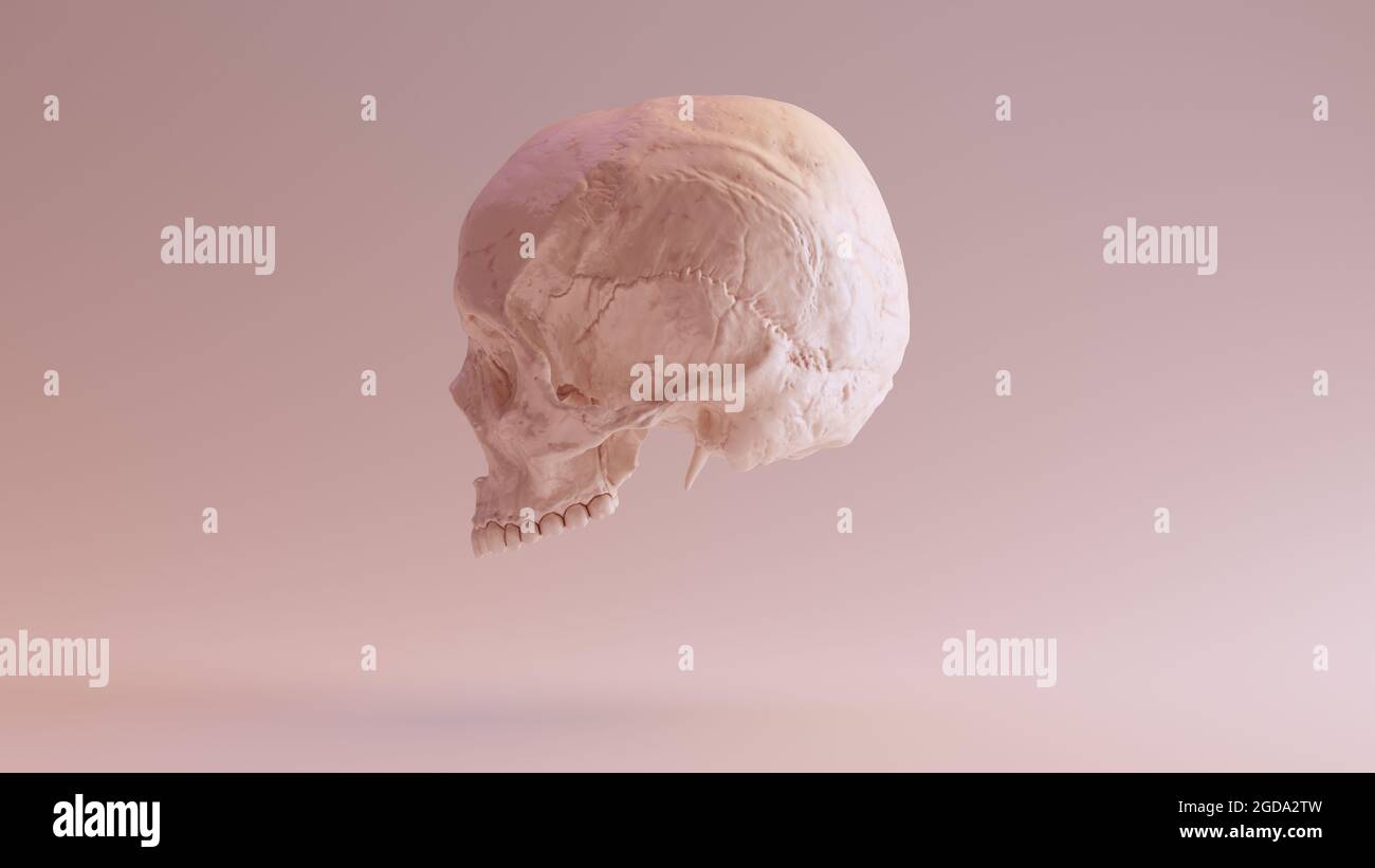 Frontal human female skull hi-res stock photography and images - Alamy