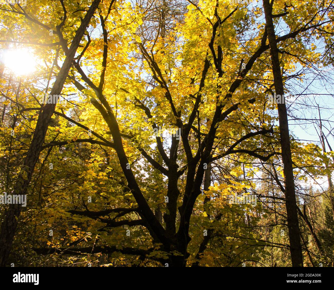 Yellow Tree in the Fall Stock Photo - Alamy