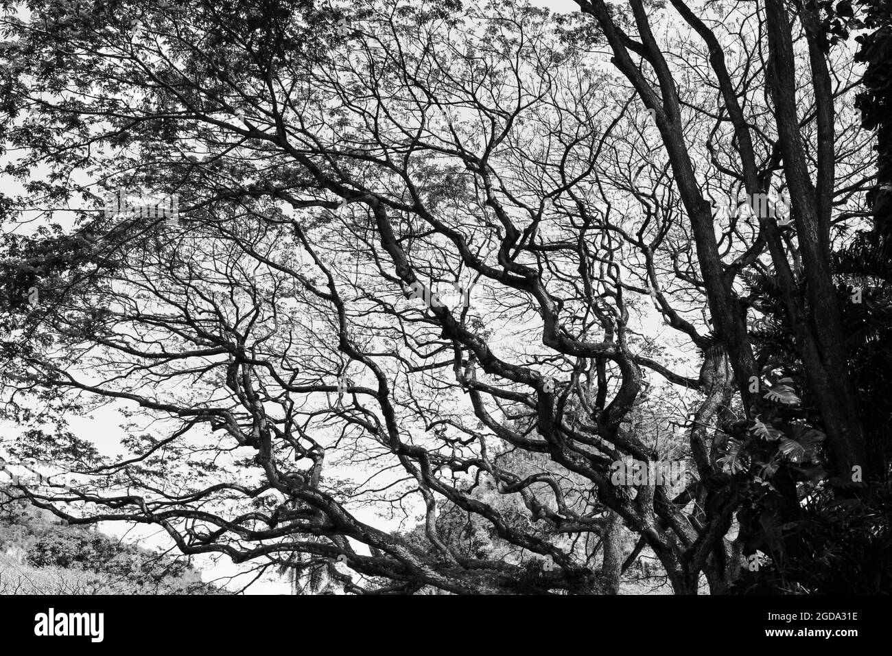 Tree of Wavy Branches Stock Photo - Alamy