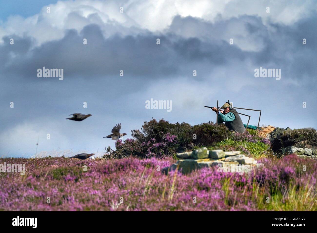 A shooting party on the moors in North Yorkshire, as the Glorious 12th ...
