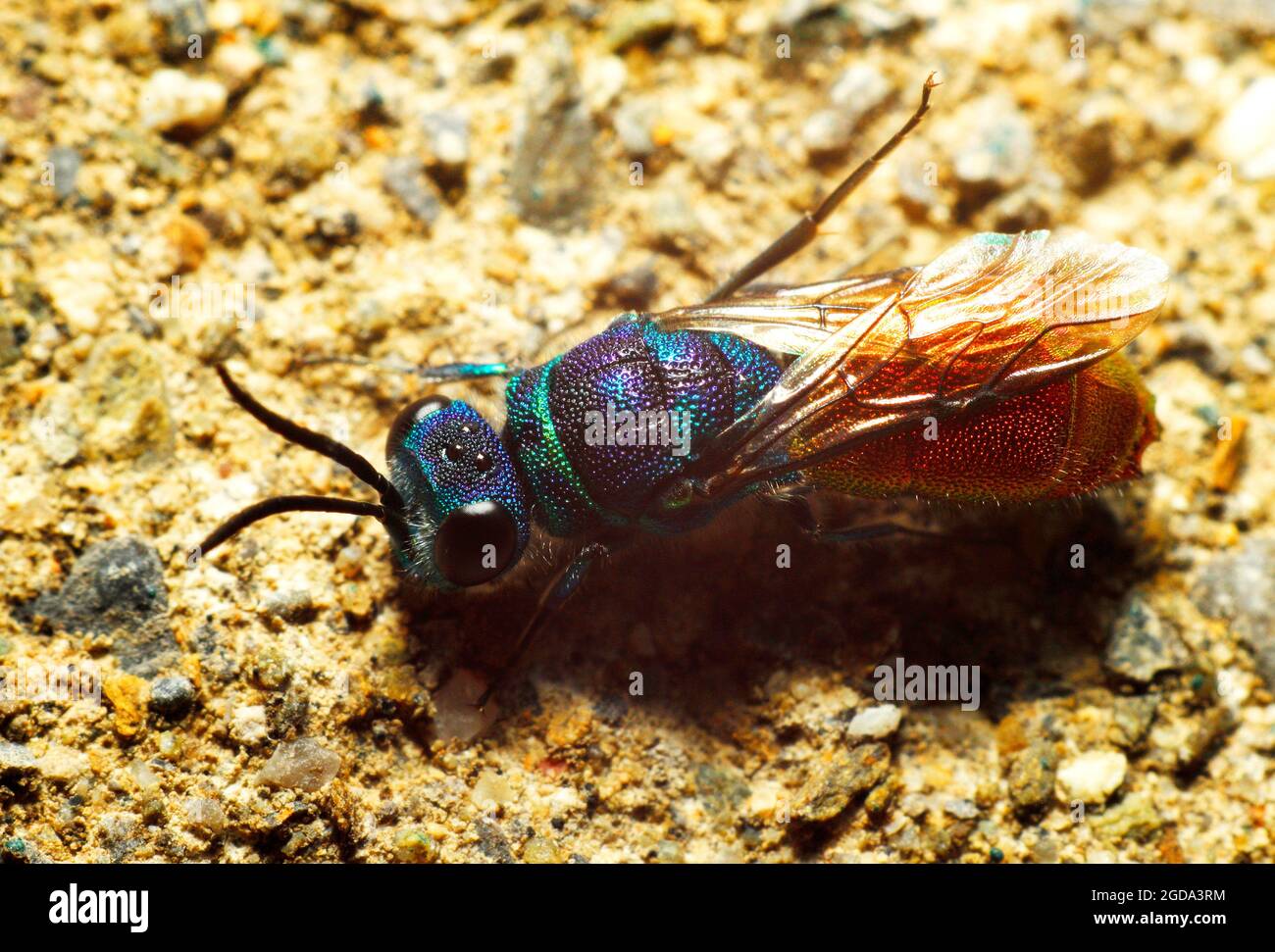Ruby Tailed Wasp Stock Photo - Alamy