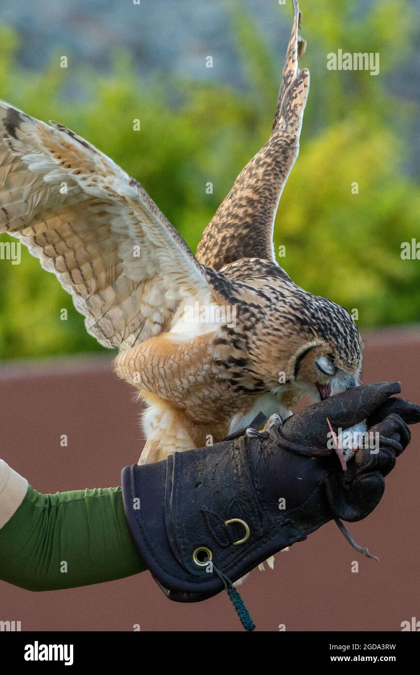 A Pharaoh eagle-owl (Bubo ascalaphus) flying to a trainer's glove to a ...