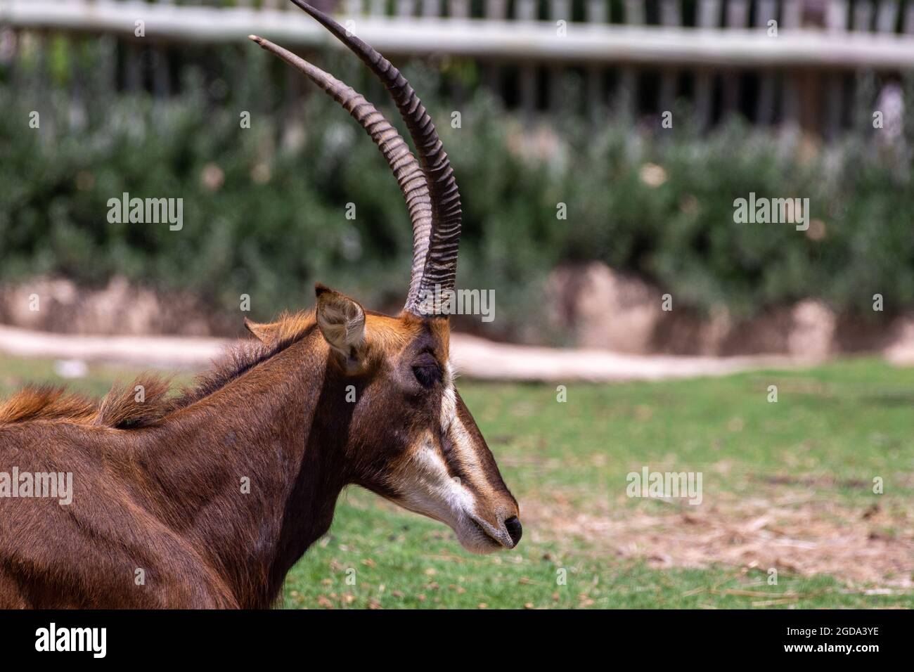 Sable Antelope Head