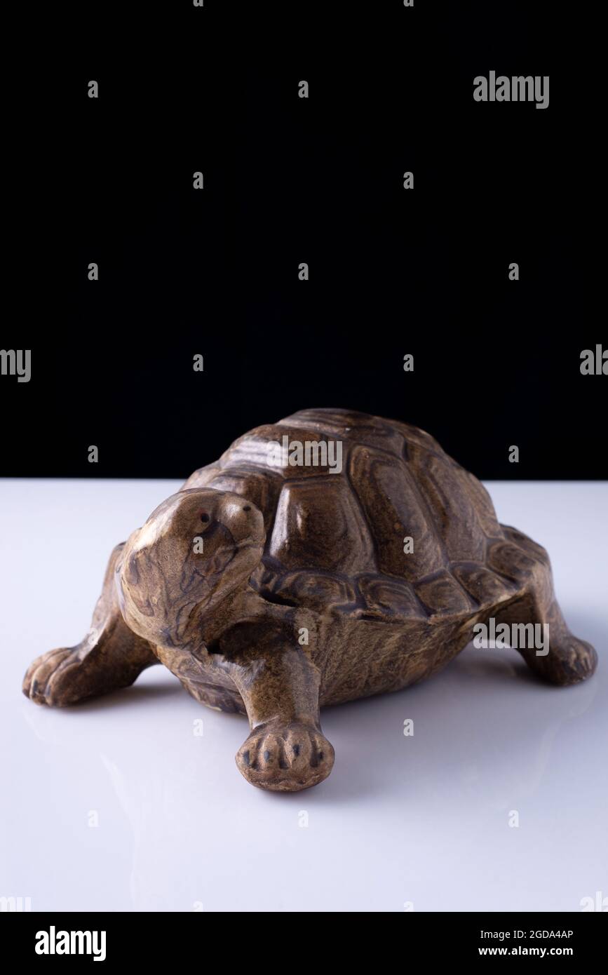 ceramic piggy bank turtle on white table and black background Stock ...