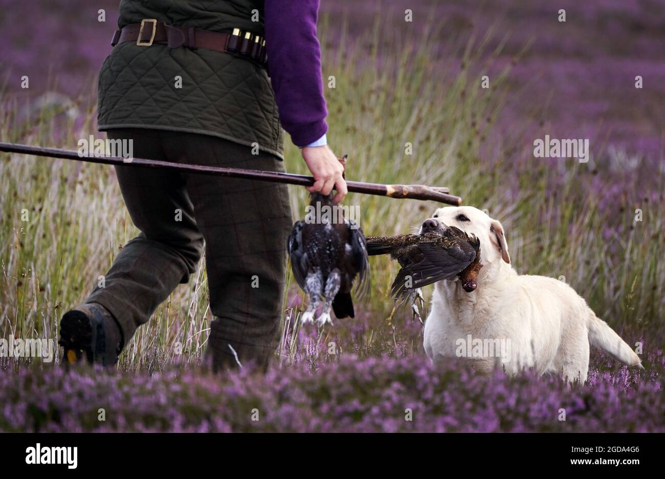 A shooting party on the moors in North Yorkshire, as the Glorious 12th ...