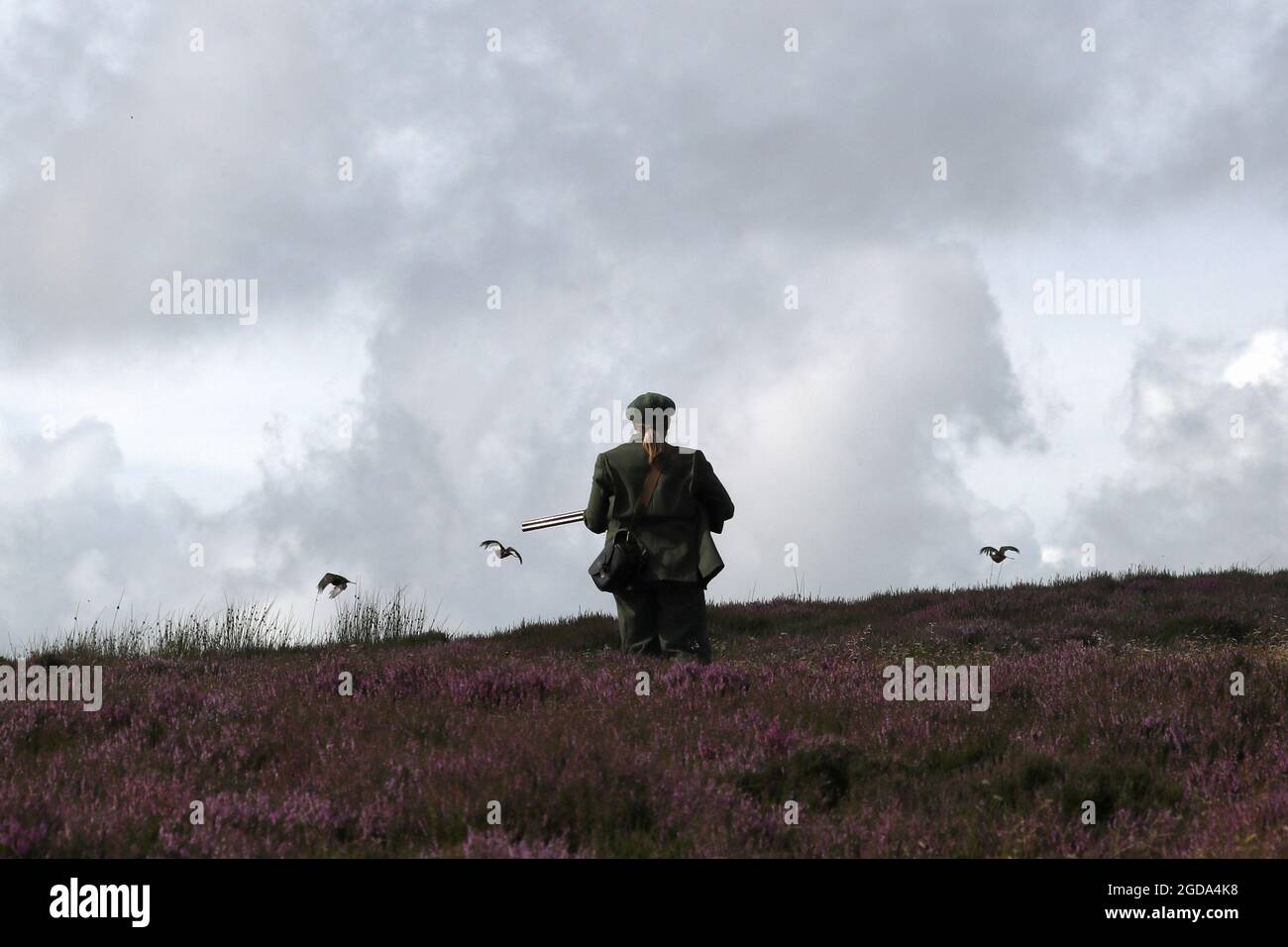 Longformacus hi-res stock photography and images - Alamy