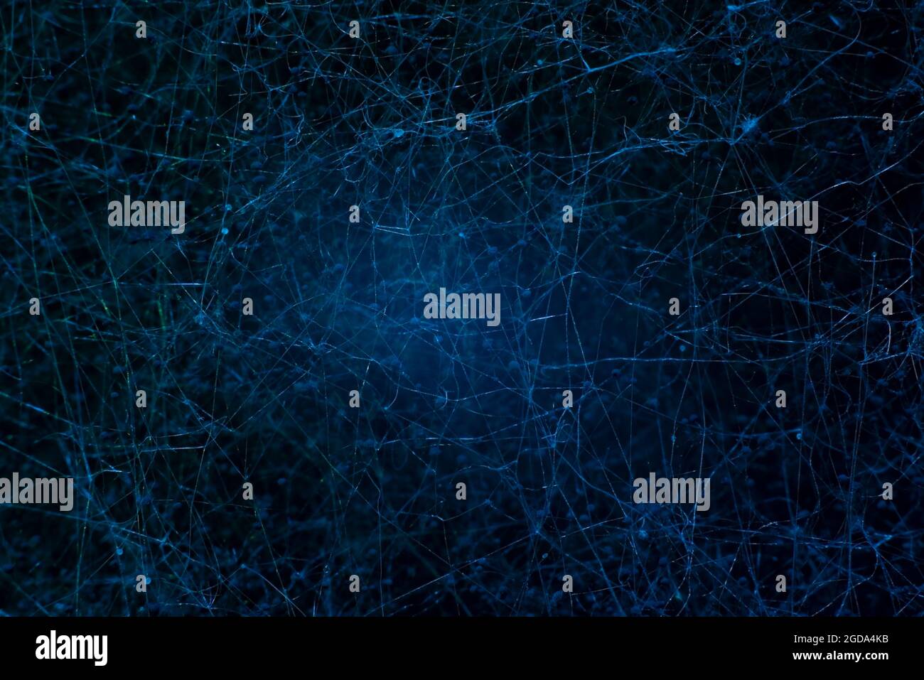 abstract blue background closeup of mold. Neural network Stock Photo ...