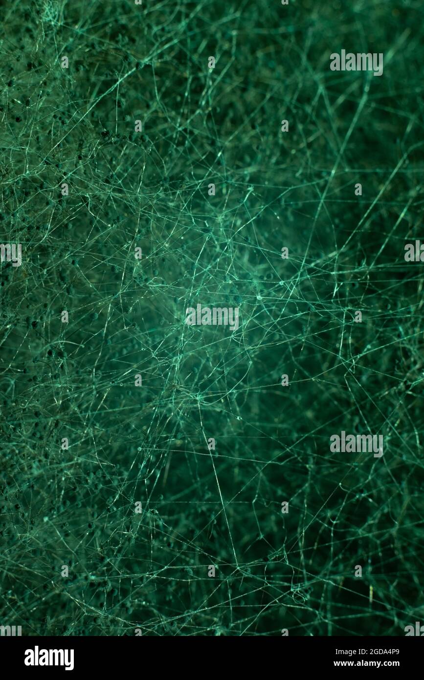 turquoise abstract background texture. A closeup of mold, crystals and ...