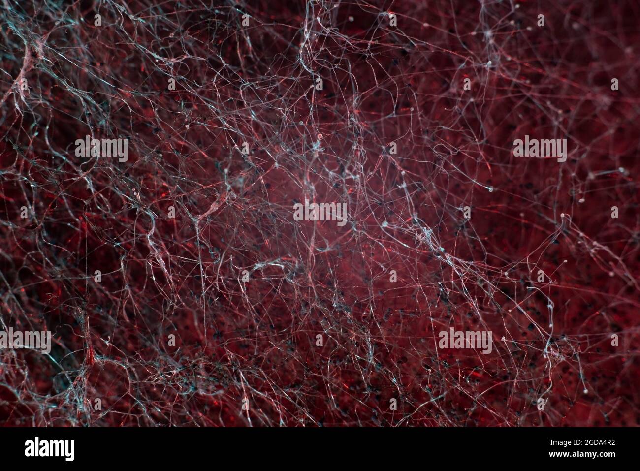 red abstract background textured background. macrophotography of mold ...