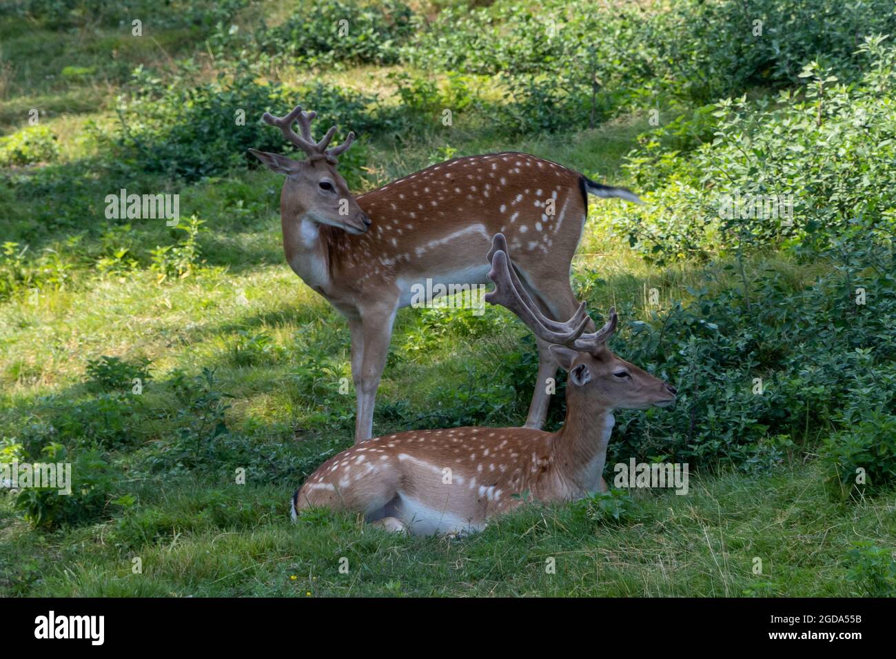 The European fallow deer or common fallow deer (Dama dama Stock Photo ...