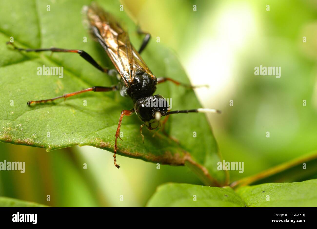 Insect anatomy photographs hi-res stock photography and images - Alamy