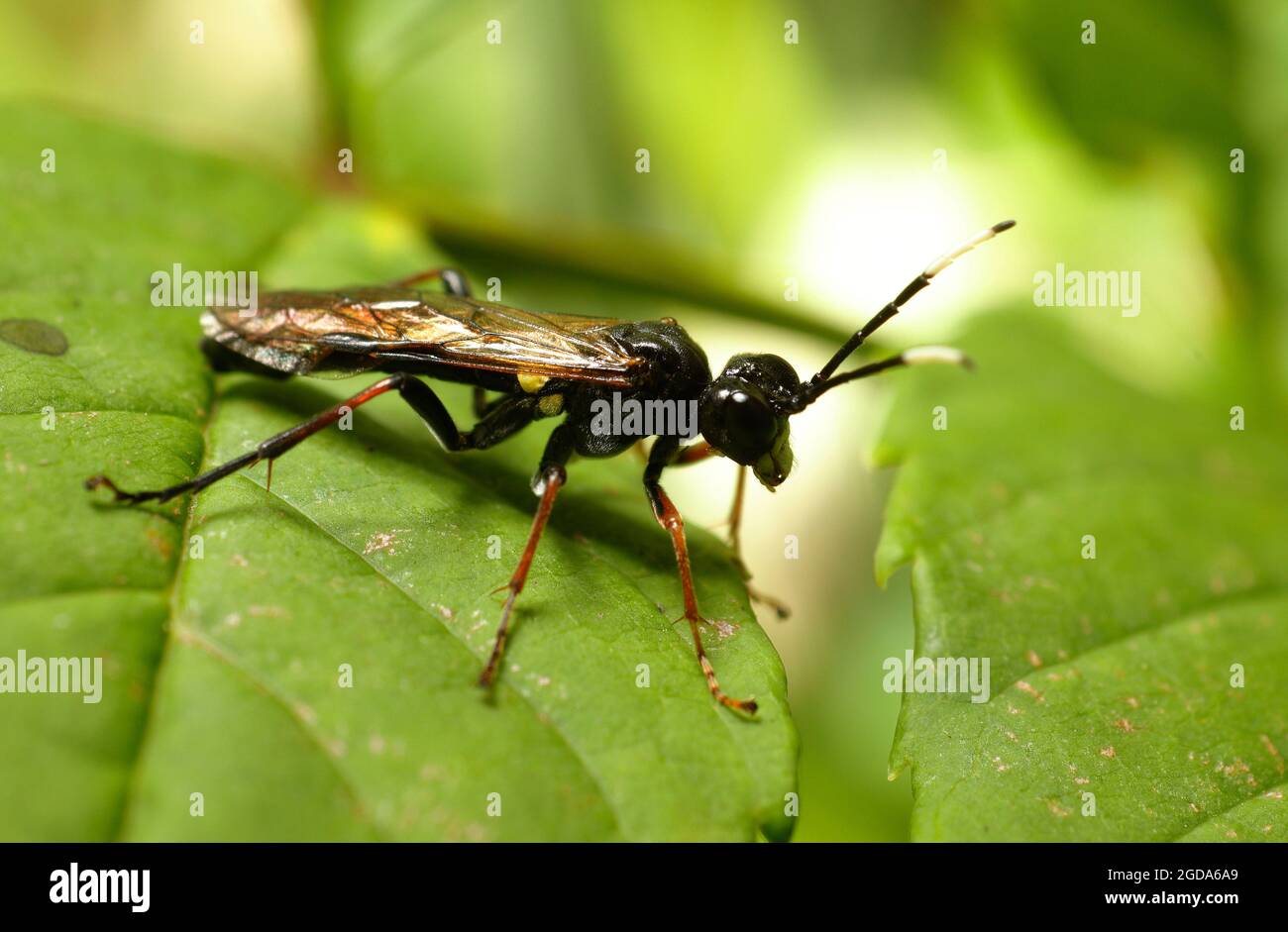 Insect anatomy photographs hi-res stock photography and images - Alamy