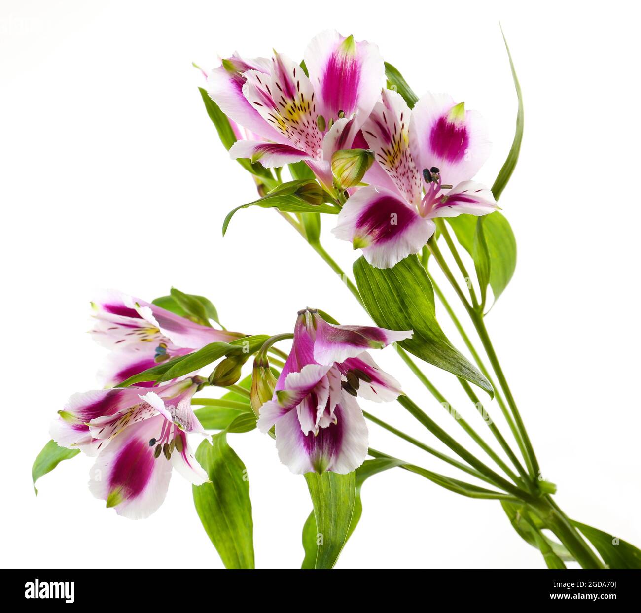 Purple alstroemerias hi-res stock photography and images - Alamy