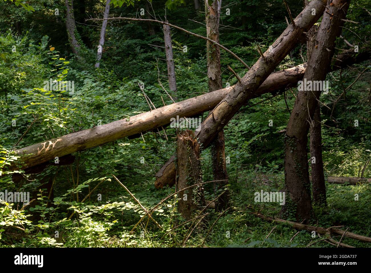 Dried trees fallen in the forest Stock Photo - Alamy