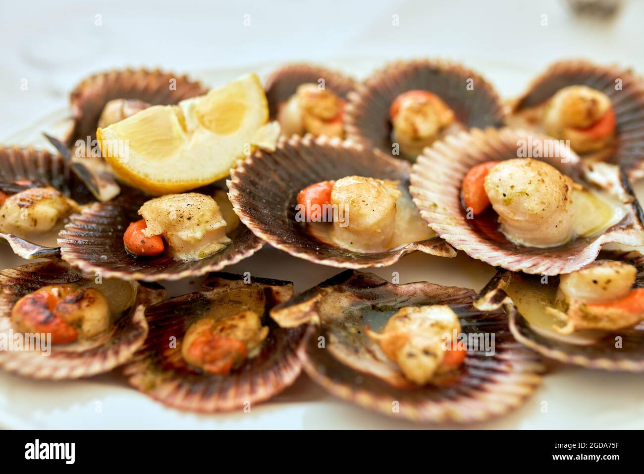 Variegated scallops hi-res stock photography and images - Alamy