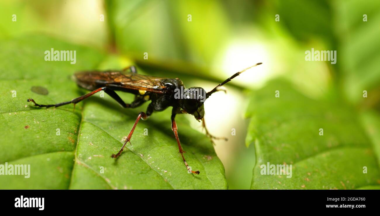 Insect anatomy photographs hi-res stock photography and images - Alamy