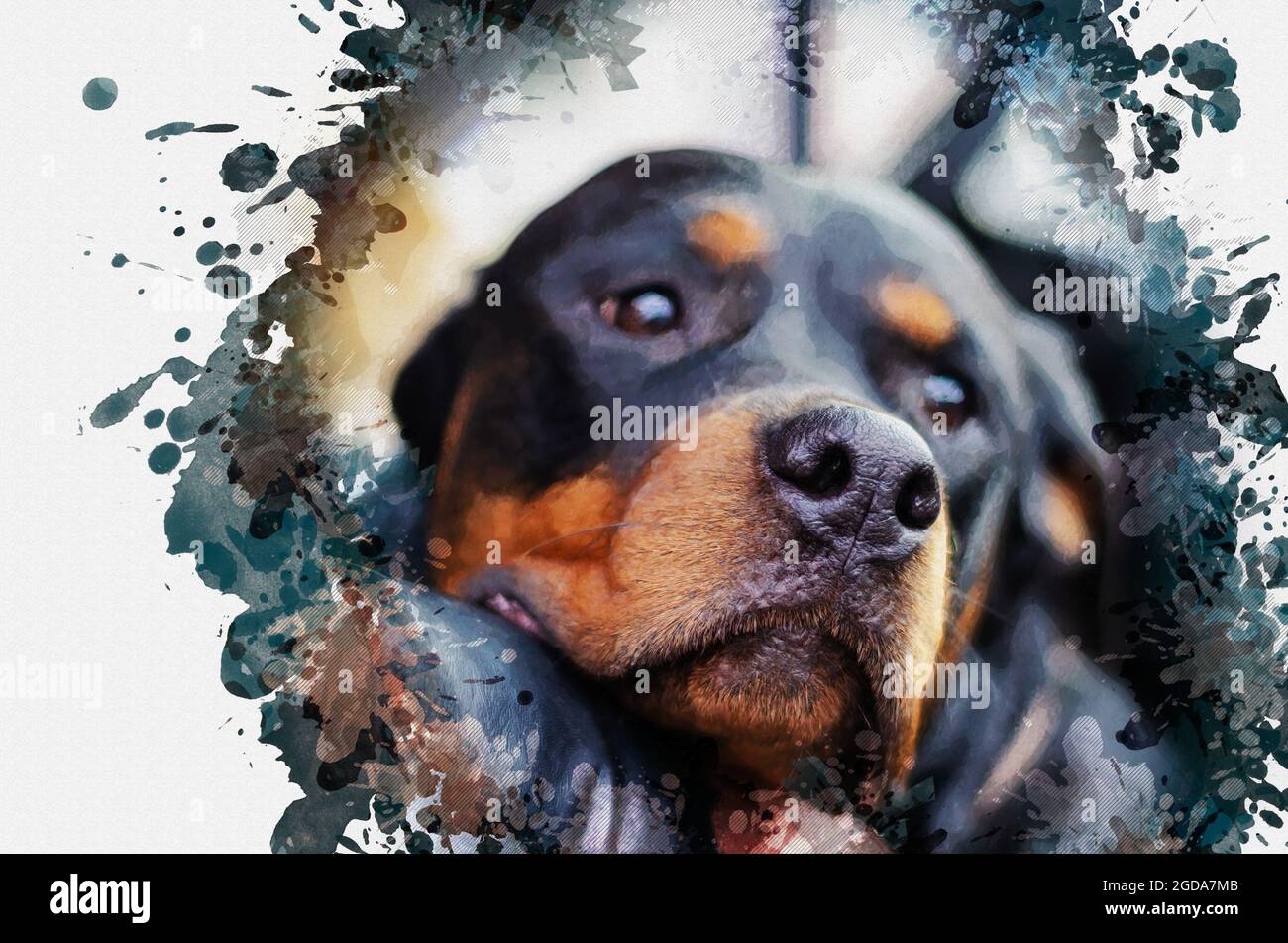 Dramatic portrait of a Rottweiler with sad eyes. Sad female dog. The ...