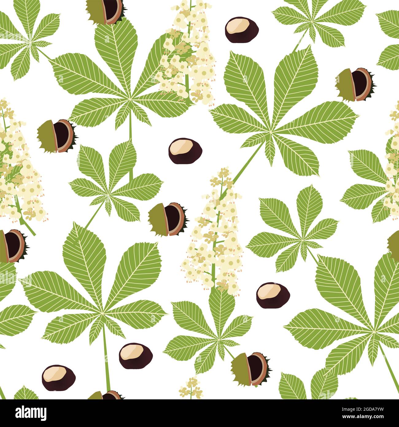 Chestnut leaves, flowers and fruits on a transparent background Stock ...